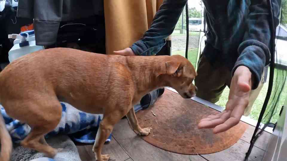 They dropped everything to find a vet after their dog got sick abroad