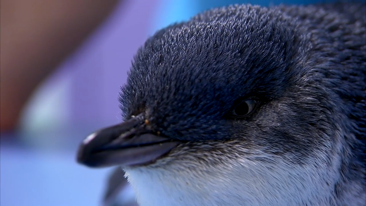 This young penguin was paralyzed and starving