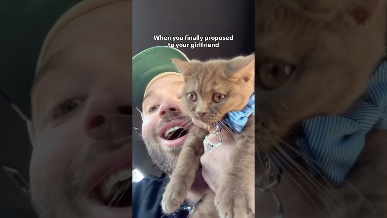 Cat in my proposal