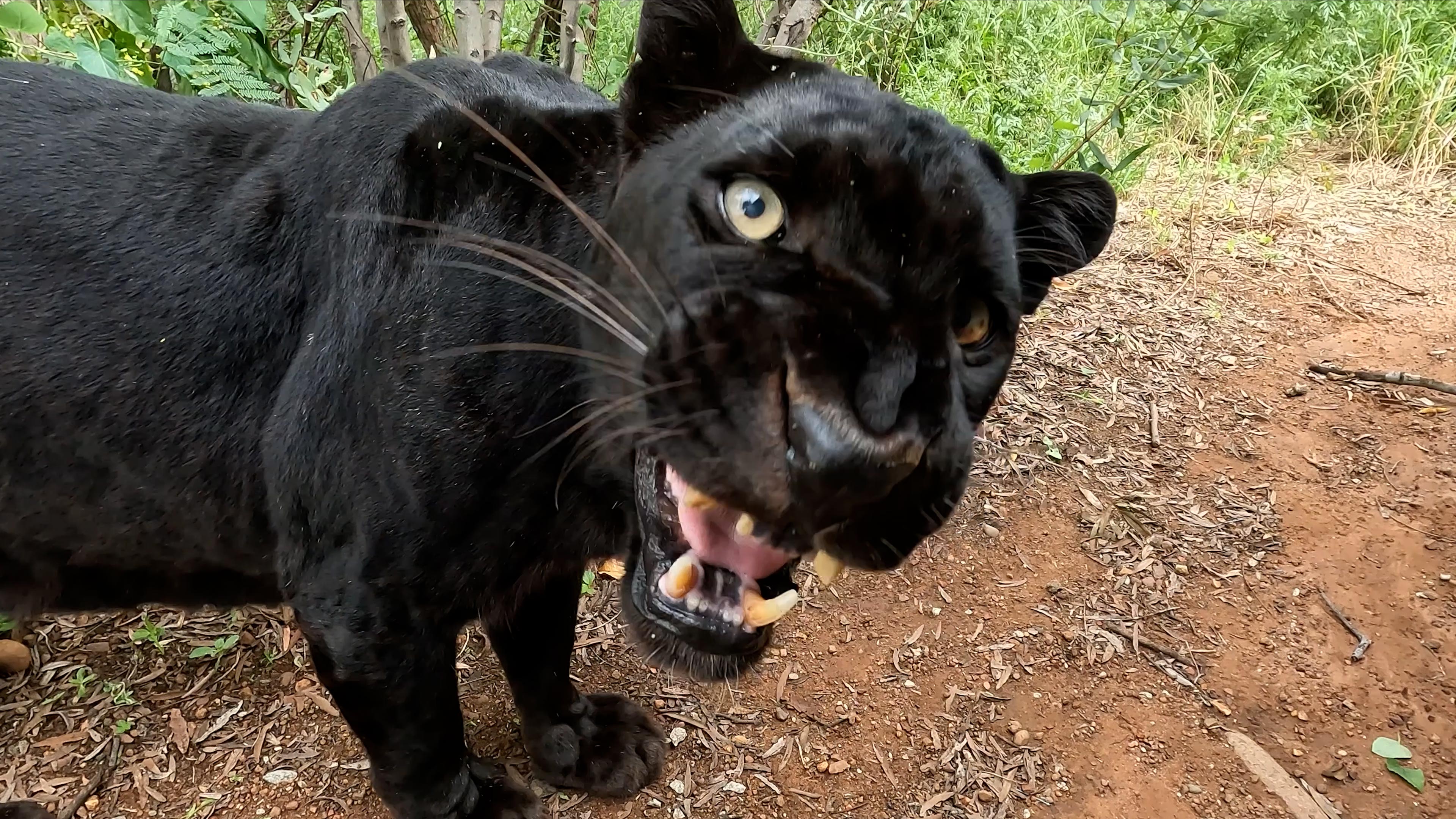 Black leopard wants my camera