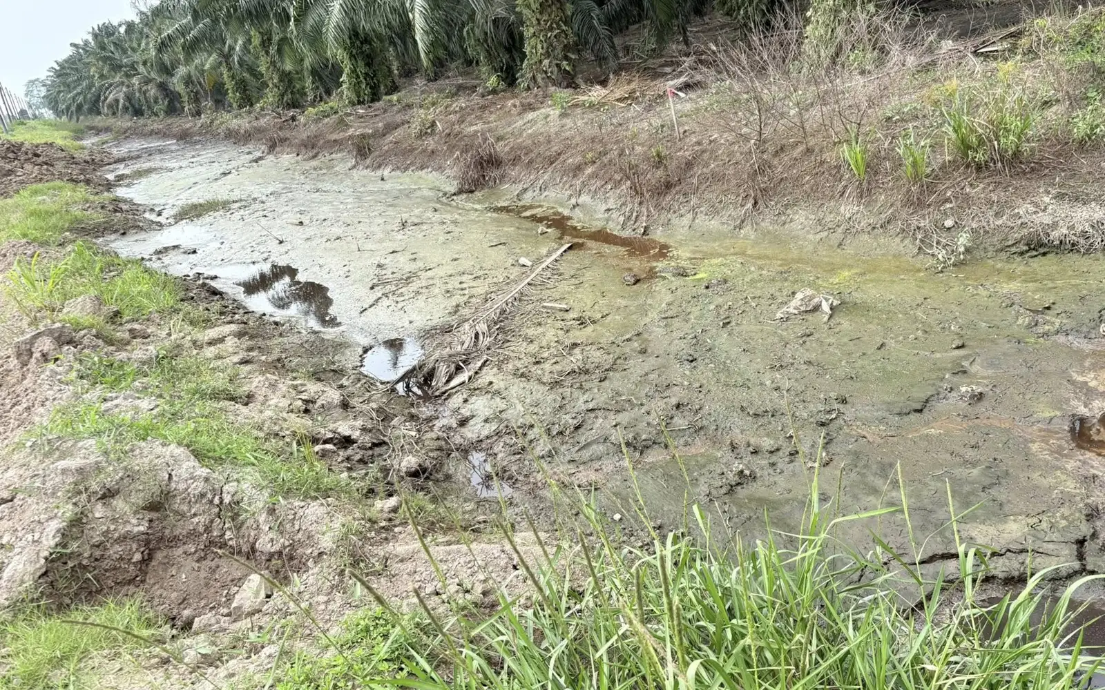 Discharge from closed pig farms likely cause of pollution at Tanjung ...