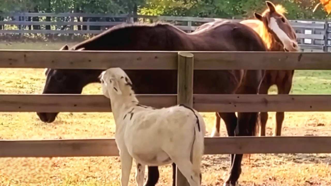 Lonely donkey had no friends - until he met a horse who loved him