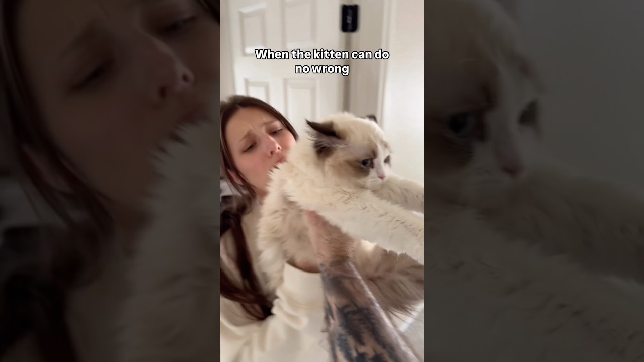 Learning the new kitten can do no wrong at all