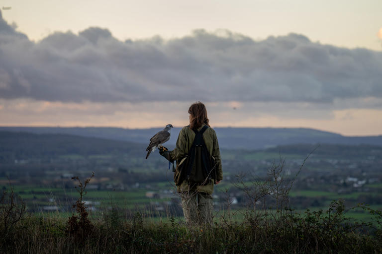 Film review: Good things come to audiences who wait in ‘H is for Hawk’