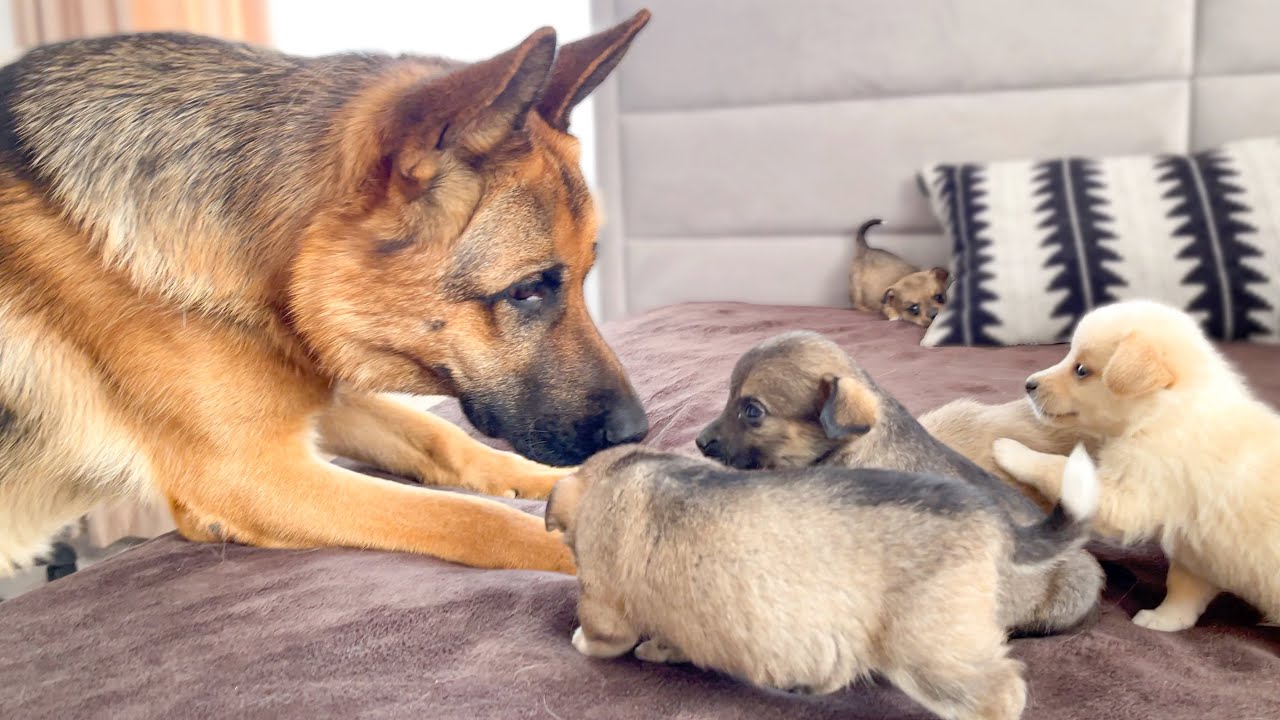 German shepherd approaches puppies like precious cargo