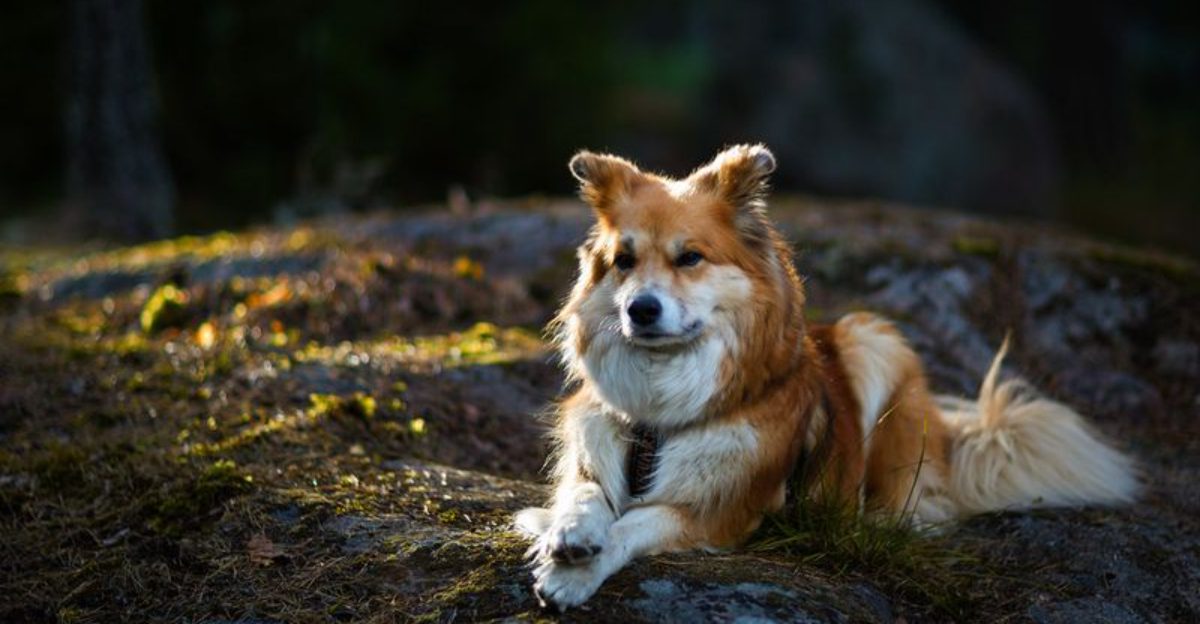 Stop assuming rare means "high maintenance" – 12 uncommon breeds that ...
