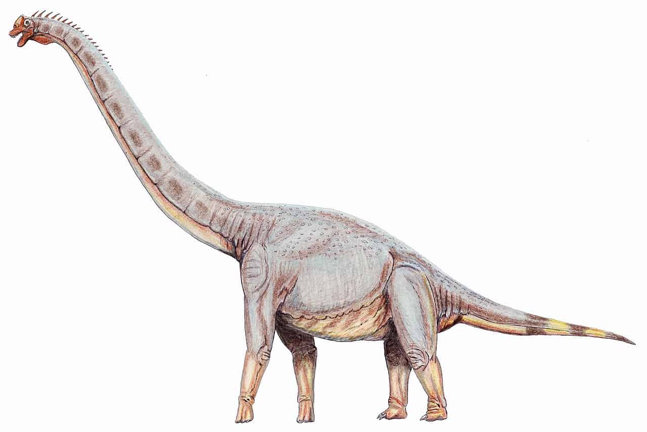 This massive 130-foot-long dinosaur once roamed America