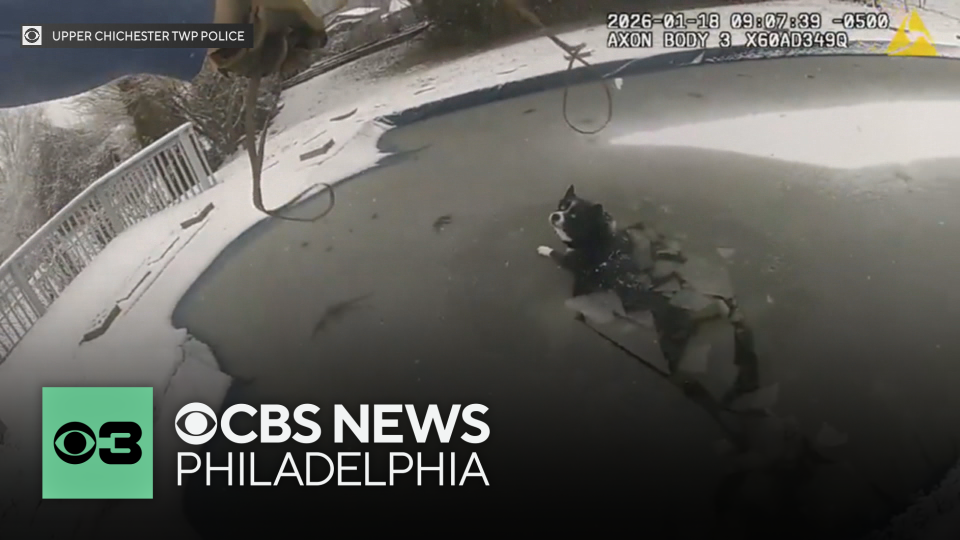 Dog rescued from frozen pool by Upper Chichester Township police