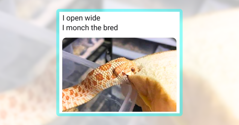 A slithery scroll of 22 snake memes to wiggle your worries away