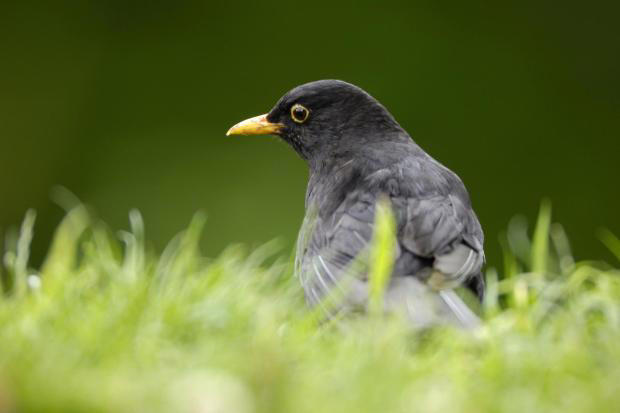 The worrying truth behind the silence of blackbirds this winter