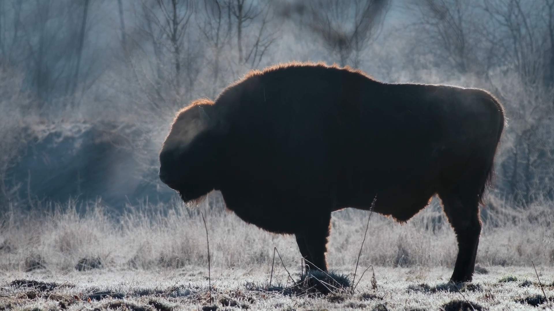 Why Native Americans ran buffalo off cliffs, and what it reveals about ...