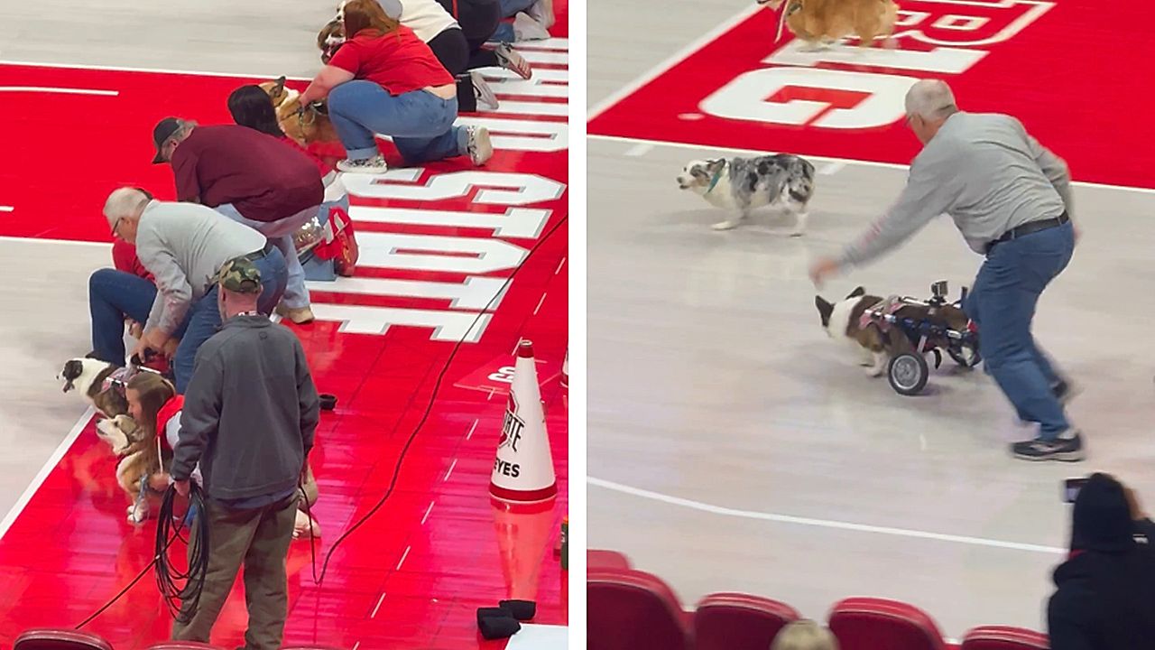 Unlikely victor in Ohio State Athletics' adorable annual corgi race