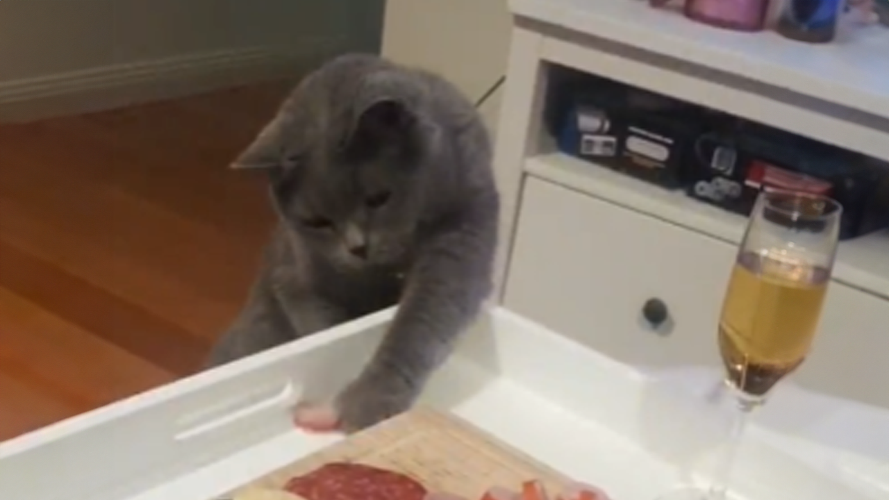 Mischievous cat tries to sneak food