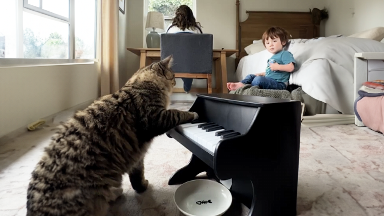 How this cat learned to play piano