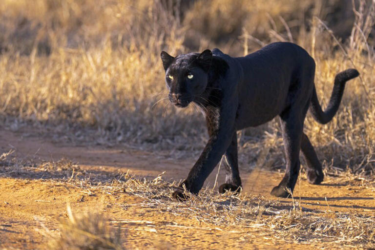 British wildlife photographer captures stunning images of rare black ...
