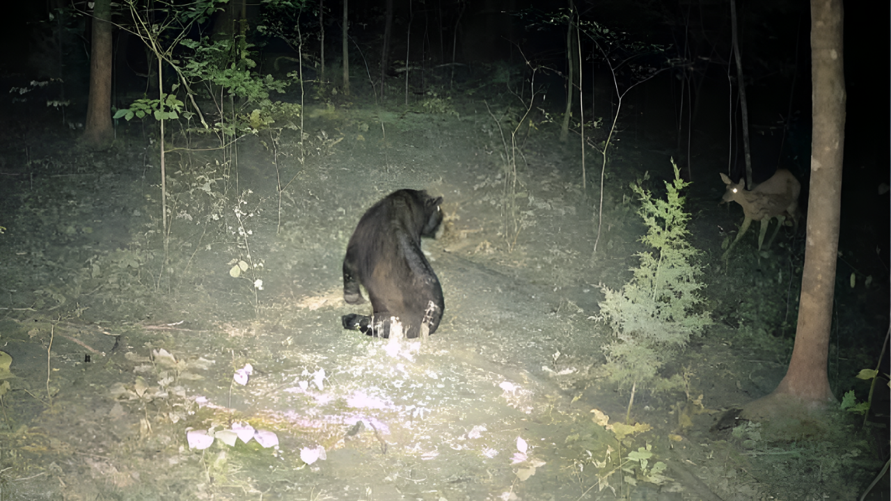 Trail camera captures predator unseen in Ohio for 170 years