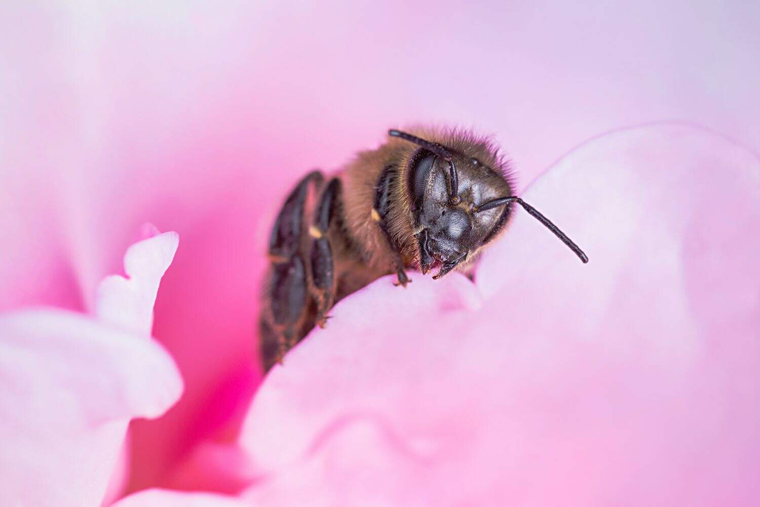 Why do honey bees disappear when the sun goes down?