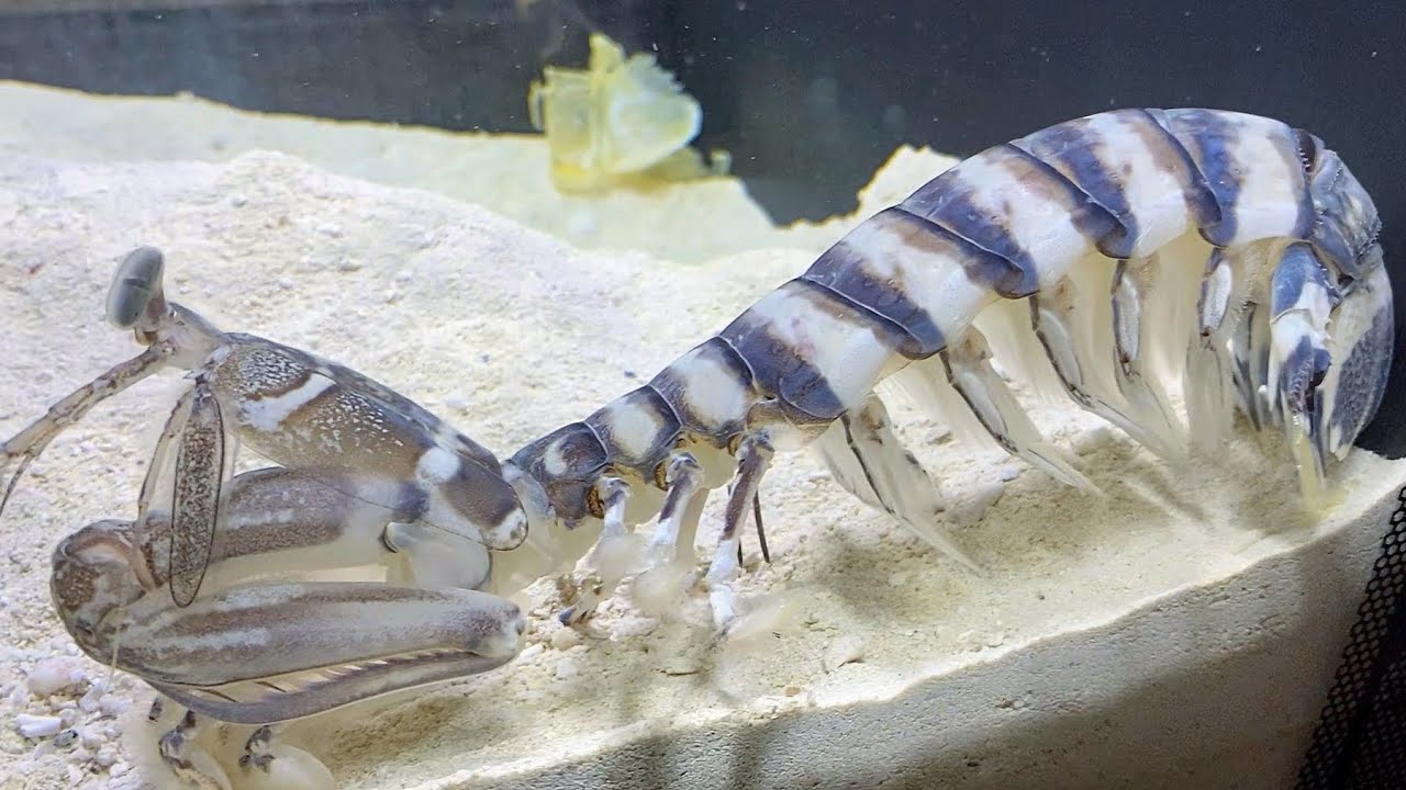 “This creature just shed its skin” — something is very wrong