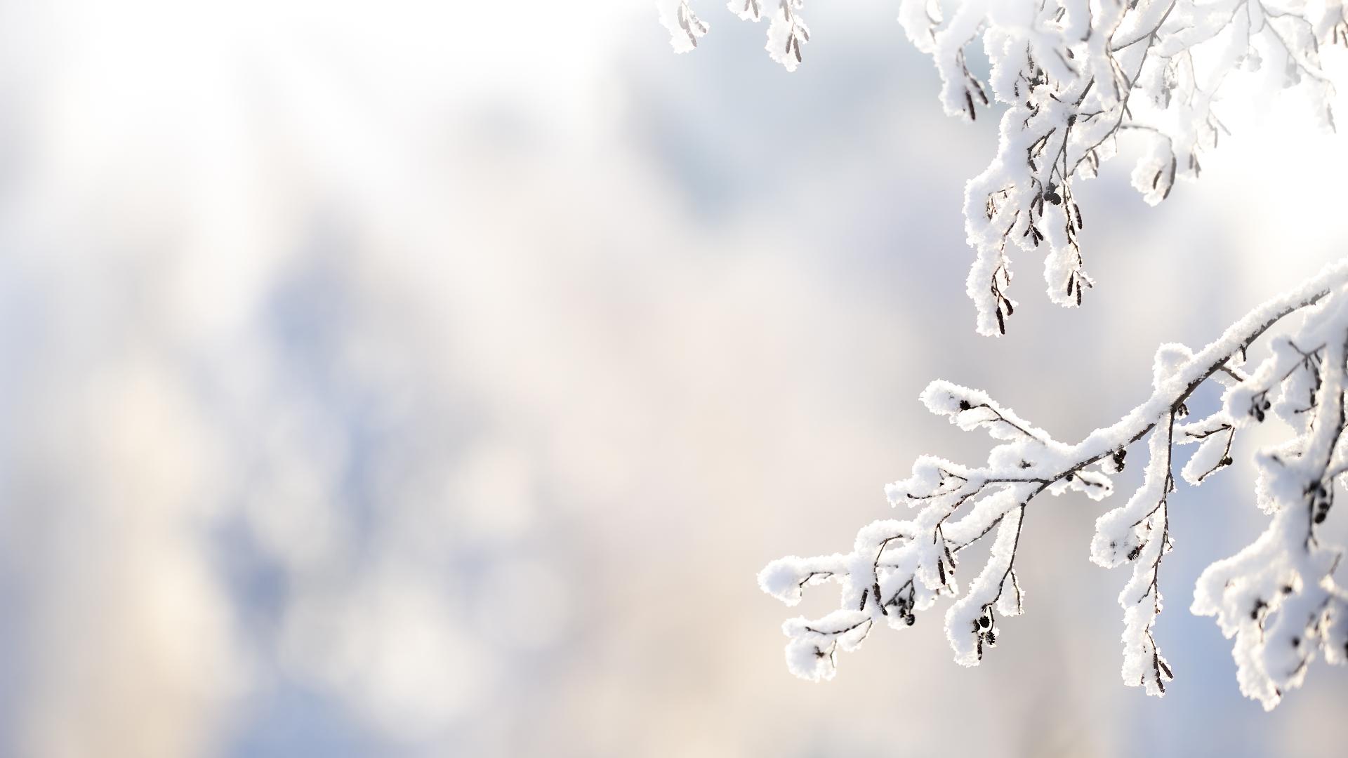 Winter weather words: Can trees 'explode' in the cold?