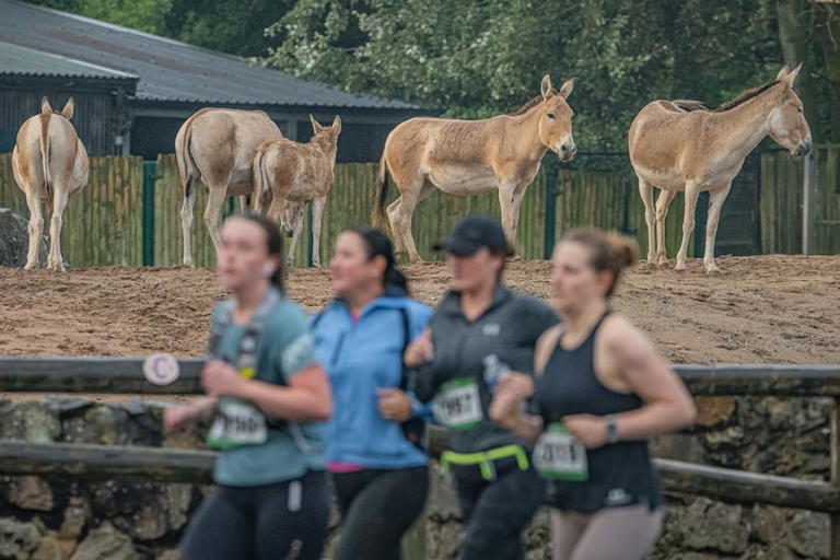 Sell-out Chester Zoo event set to return with new spring 2026 date