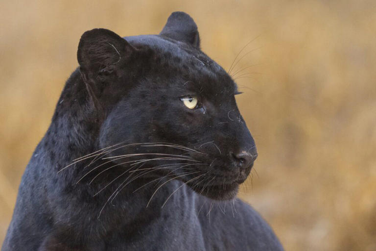 British wildlife photographer captures stunning images of rare black ...