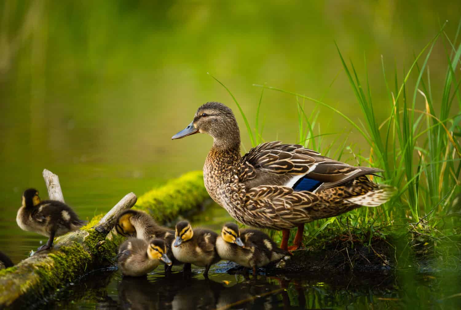 The US states with the largest duck populations