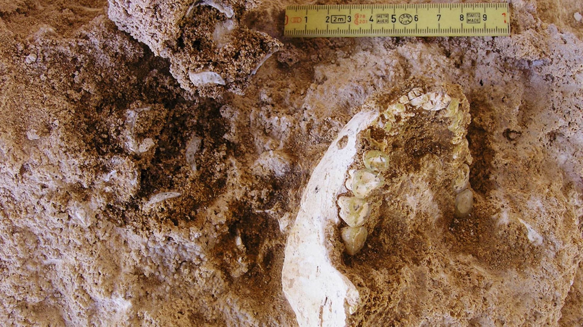 Moroccan fossil points to common ancestor of Homo sapiens, Neanderthals