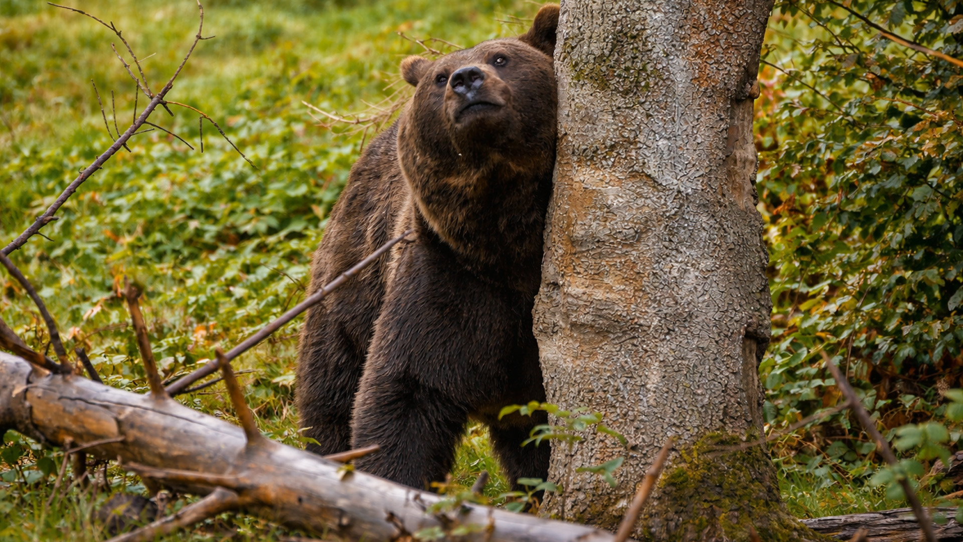 I didn't expect to see a bear do this