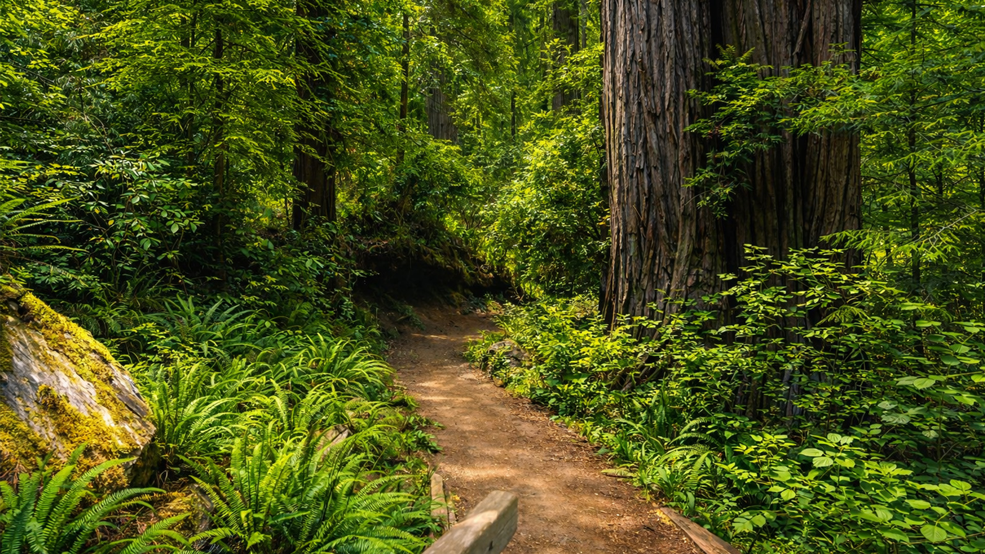 Redwood National Park James Irvine Trail forest walk (4K)