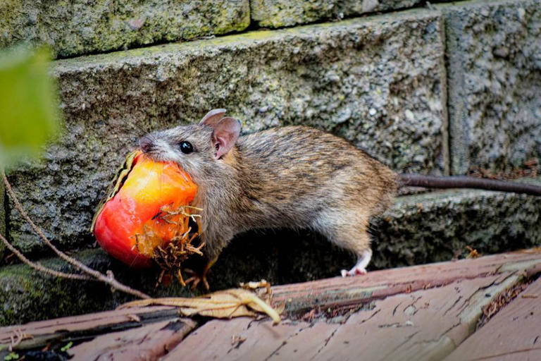 Keep rats out of your garden and attract birds with easy swap