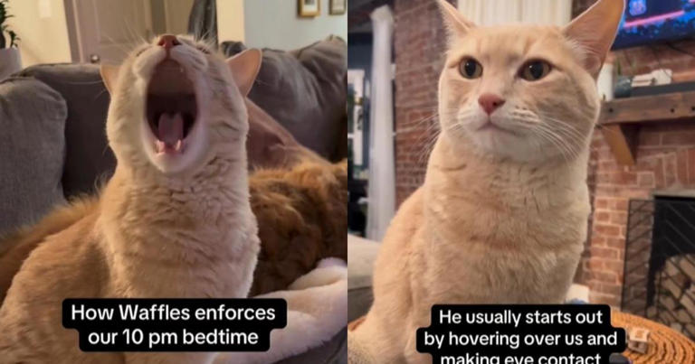 Video: Owner shows how cat enforces 10 PM bedtime