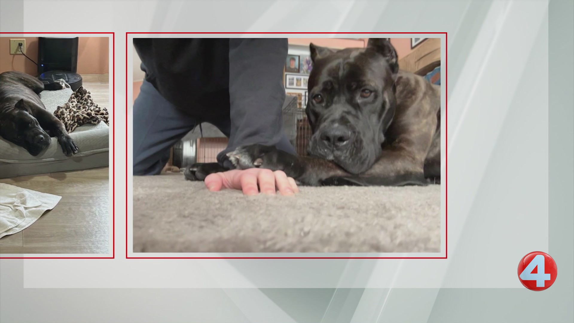 Wake up! Wags: Amaya needs a furever home