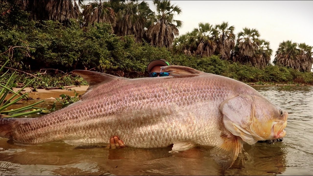 Flussmonster zerstört Angler