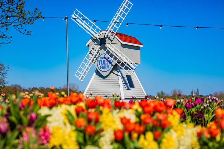 Popular tulip garden featuring hundreds of thousands of flowers is ...