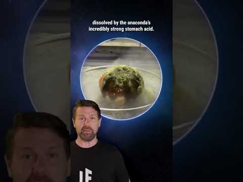 What happens if a giant anaconda swallowed you whole?