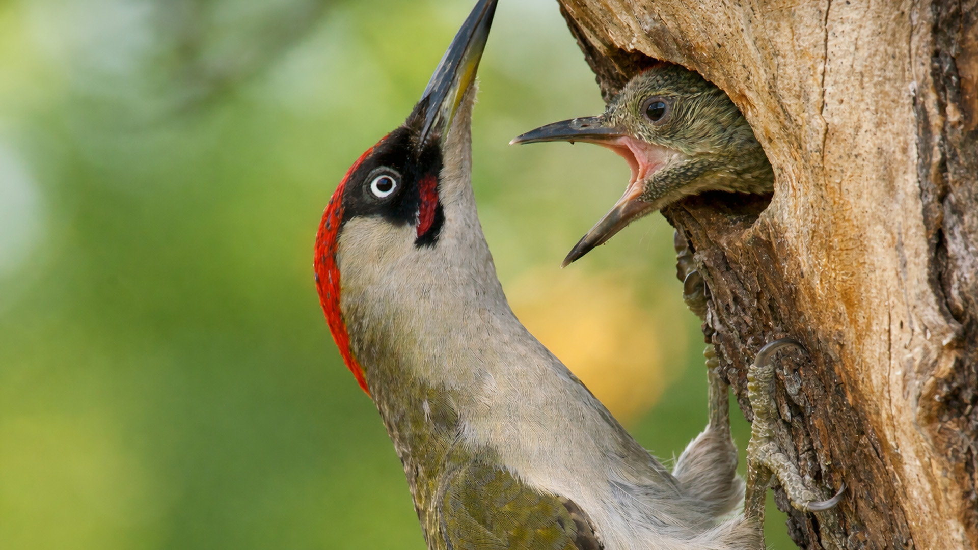 Woodpecker feeding its hungry chick