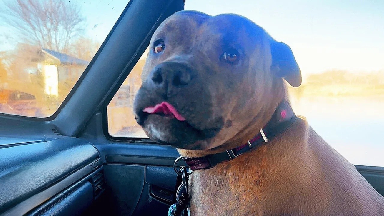 Mama dog reunites with her puppies - and her smile says it all