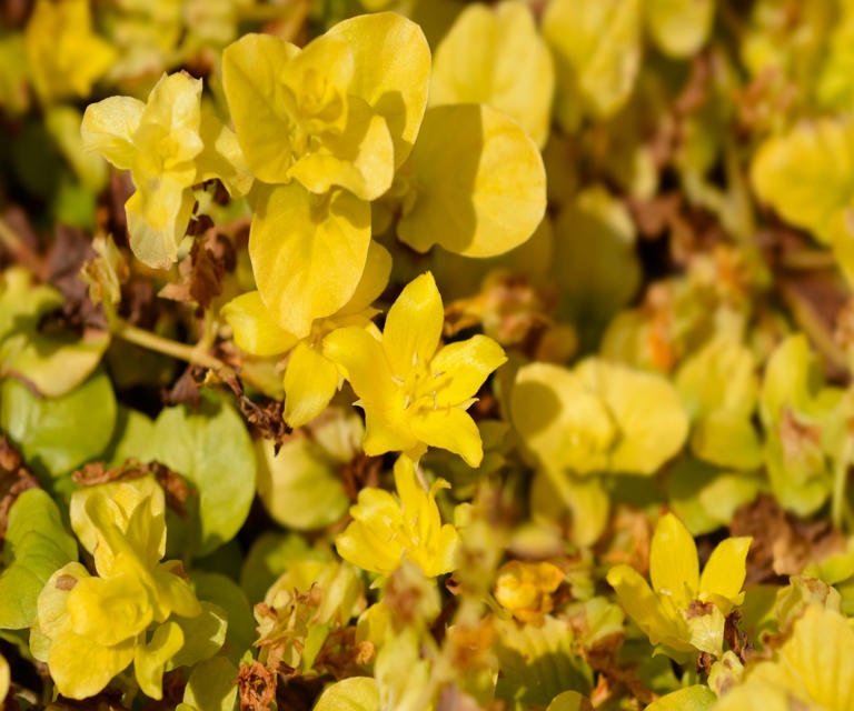 7 groundcovers you'll regret planting in five years – and the safer ...