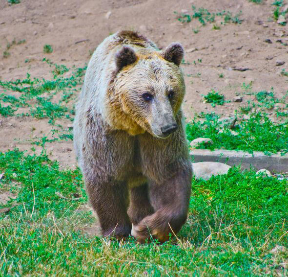 Man survives savage 400lb grizzly bear attack by shoving own arm down ...