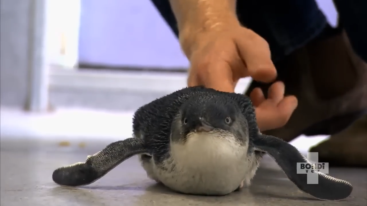 Why this young penguin collapsed after a violent storm