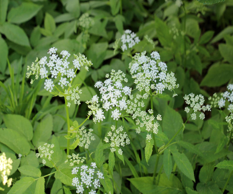 7 groundcovers you'll regret planting in five years – and the safer ...