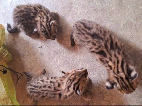 Mèo rừng con lạc vào rẫy mía, người dân giao nộp 3 cá thể cho kiểm lâm