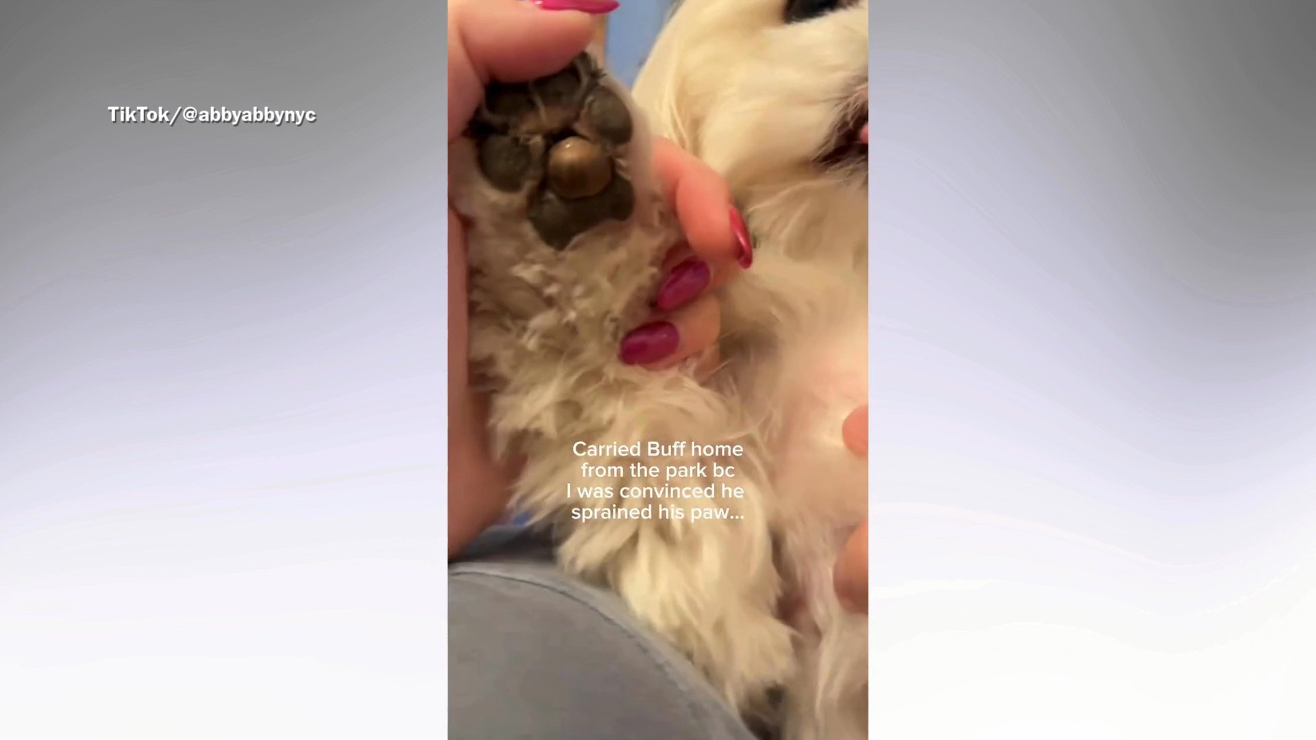Woman 'convinced' dog has injured himself on walk, then realizes the truth