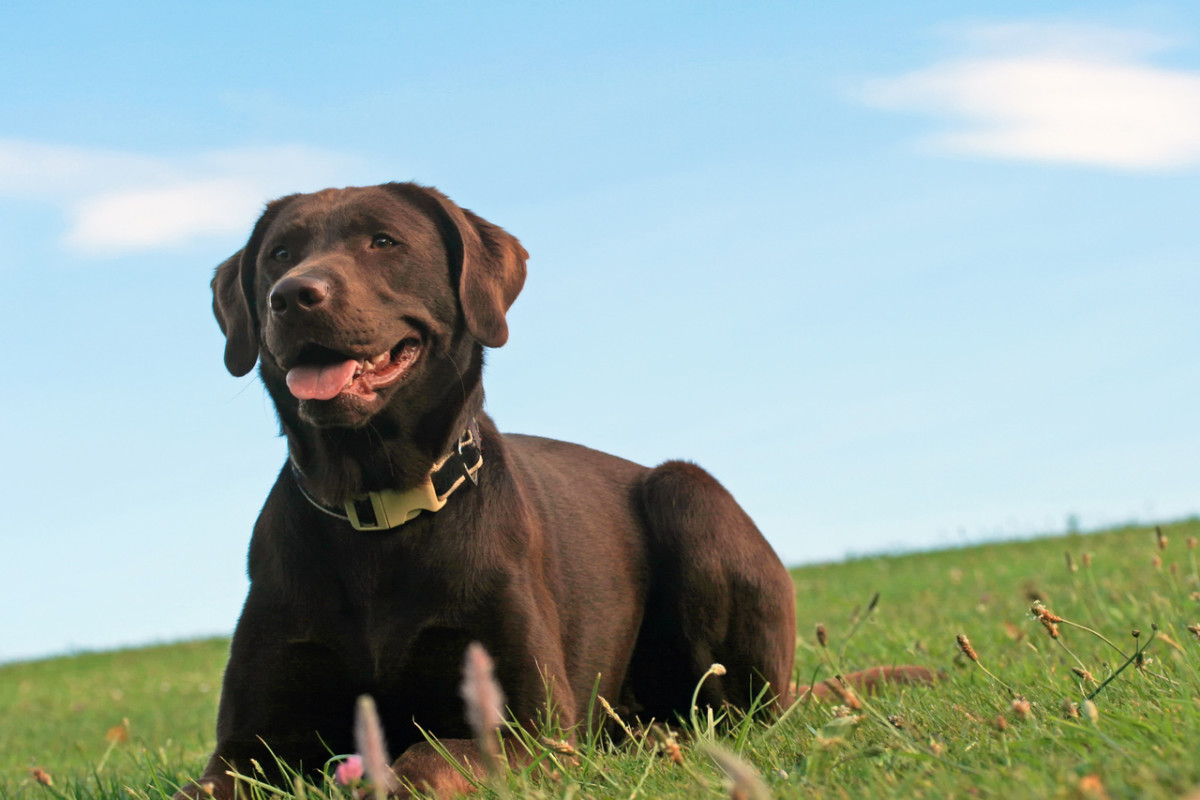 220+ dog names for chocolate Labrador retrievers that fit perfectly