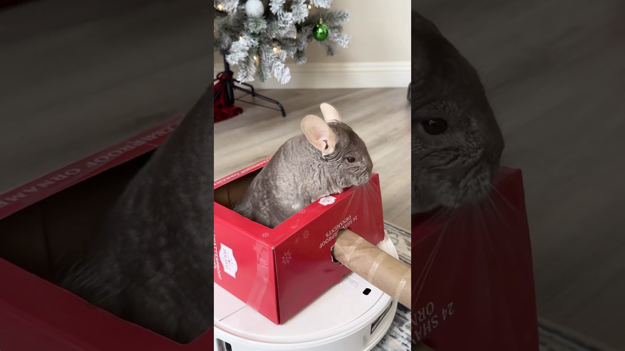 Battle of Chinchillas derails girlfriend’s cleaning plans