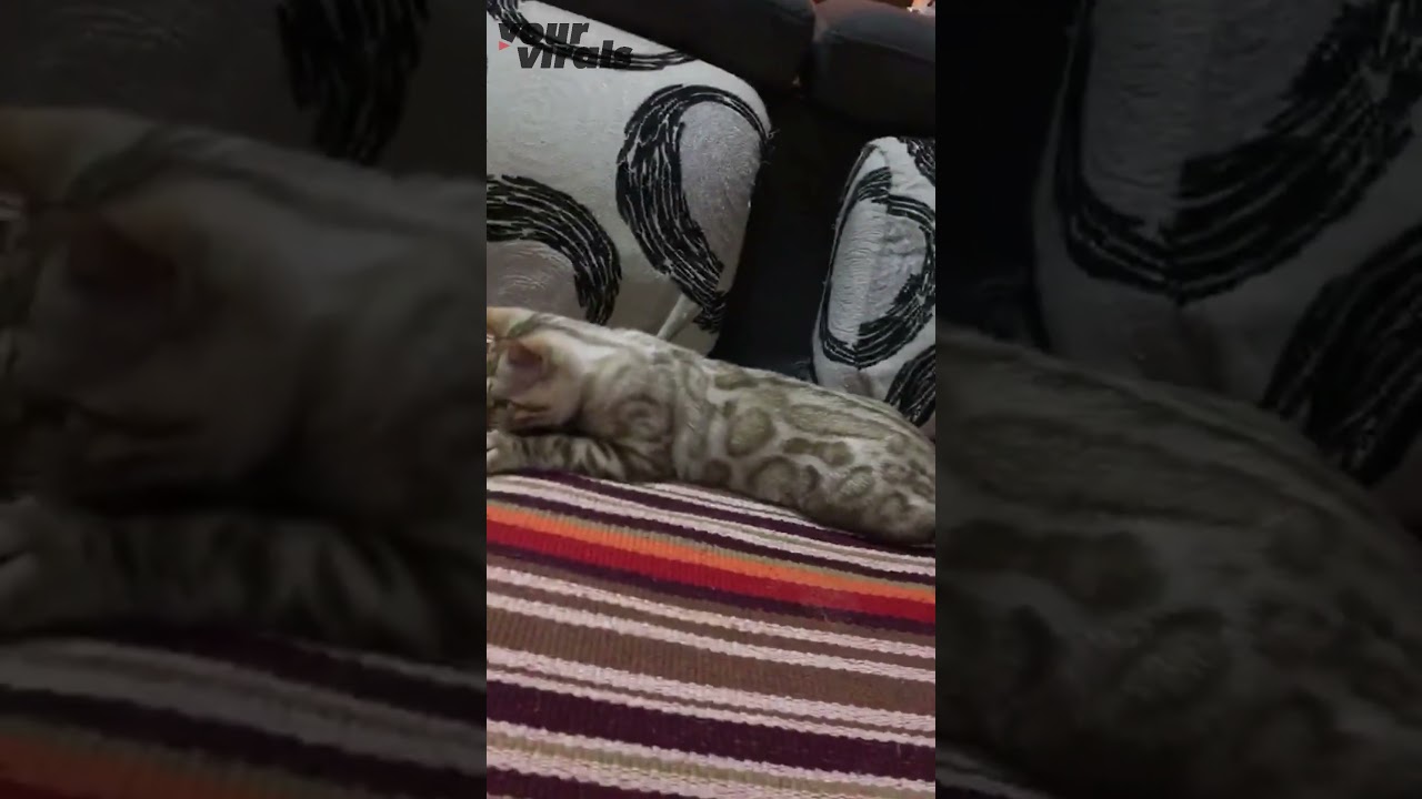 Cute cat playing