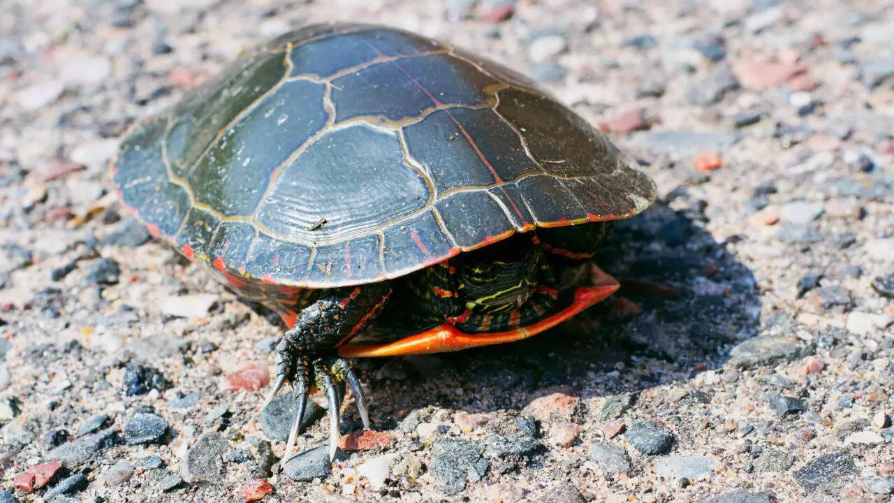 The real reason turtles pull their heads into their shells