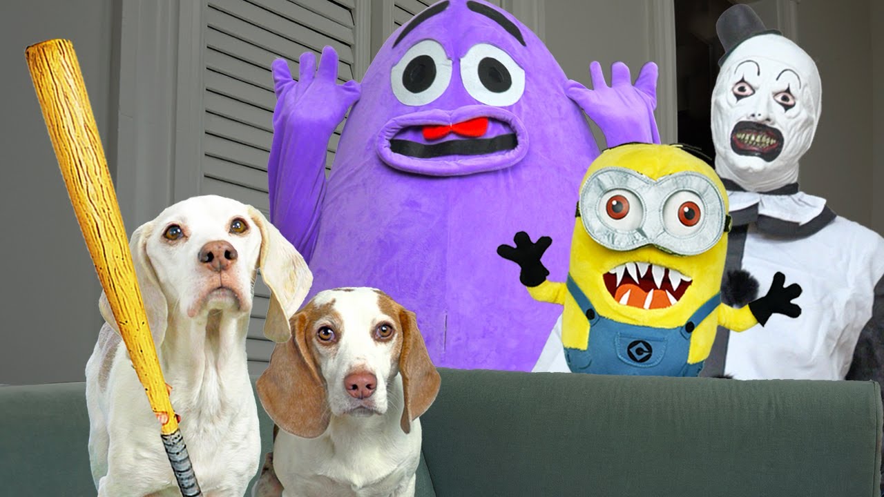 Dogs act as cutest assassins in funny compilation