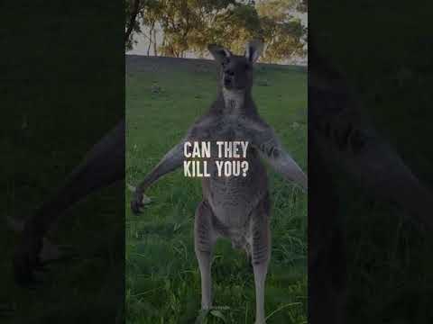 Learn cool facts about how powerful a kangaroo can be