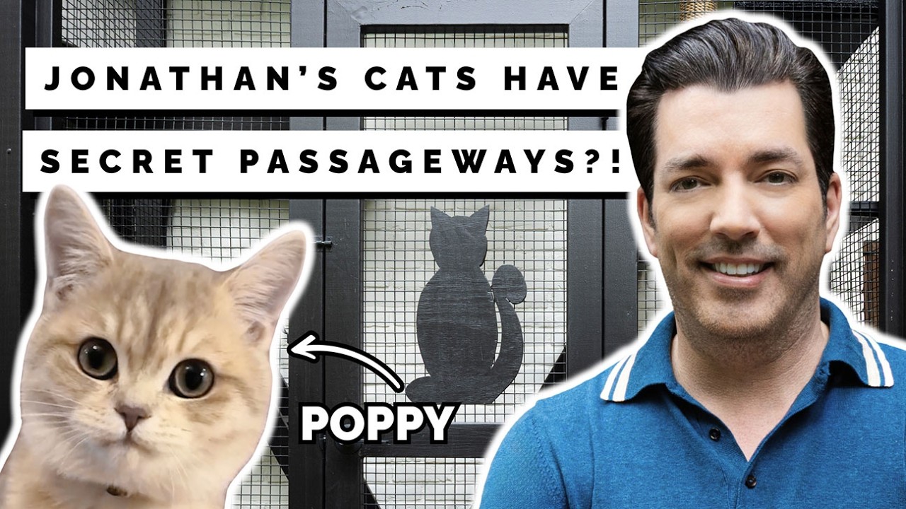 Jonathan Scott builds the ultimate cat patio for feline fans